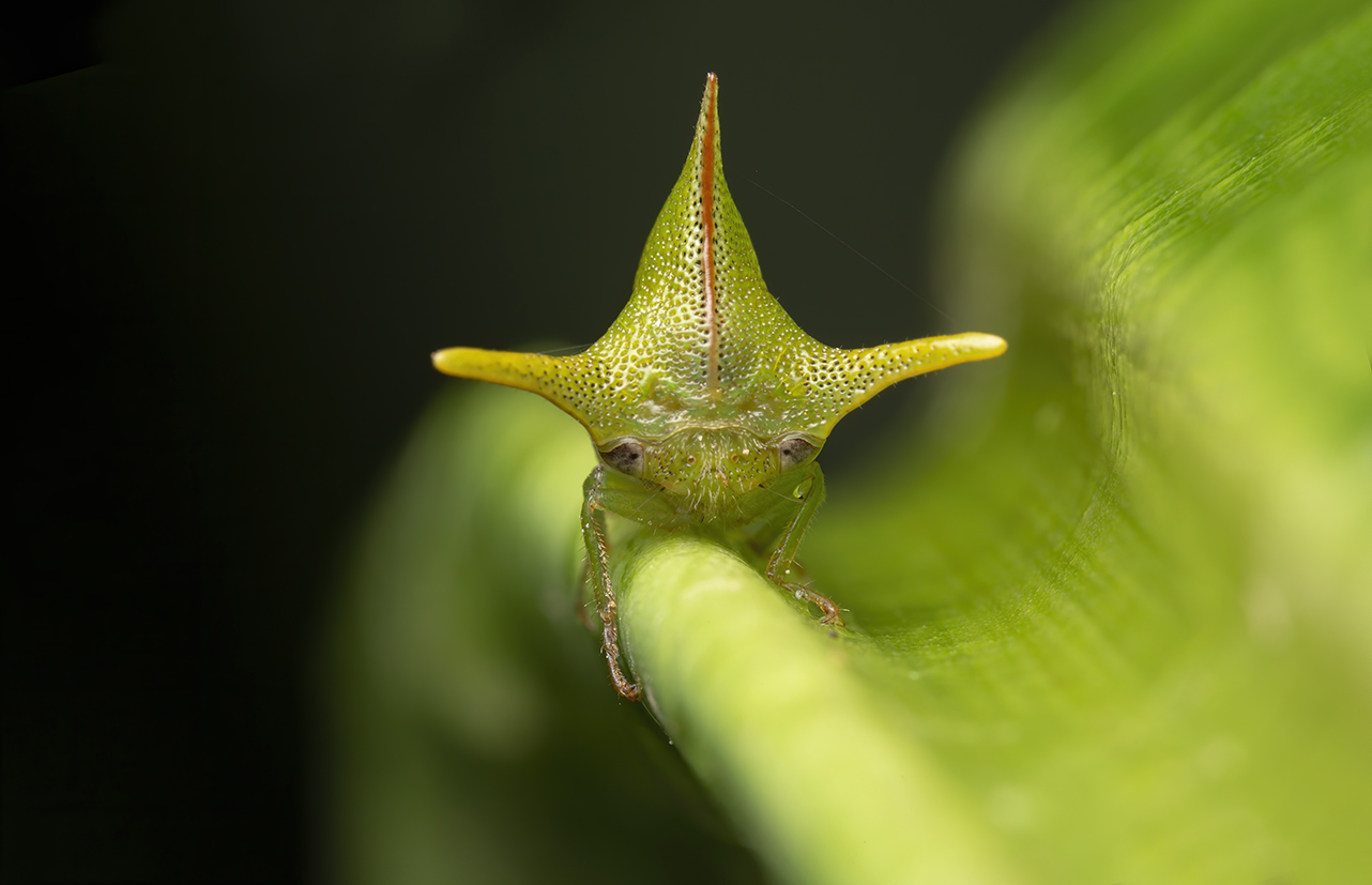 Macro & Wild Photography